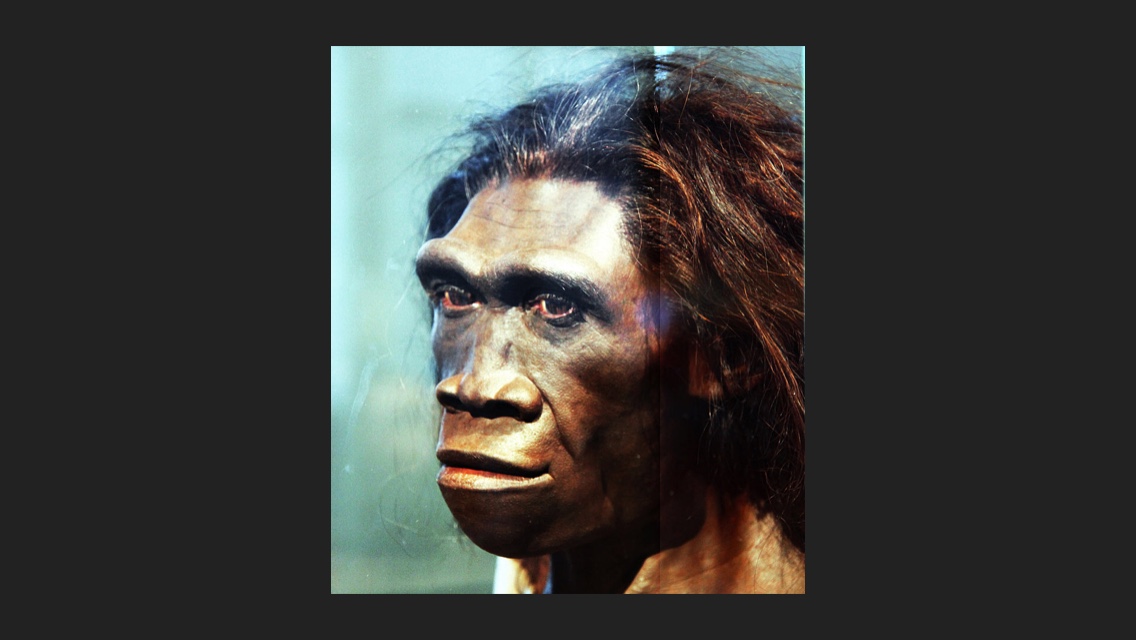 Human Evolution: Homo Erectus And Homo Sapiens | Human Evolution ...